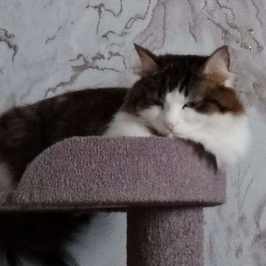 Курильский бобтейл длинношёрстный, взрослая кошка