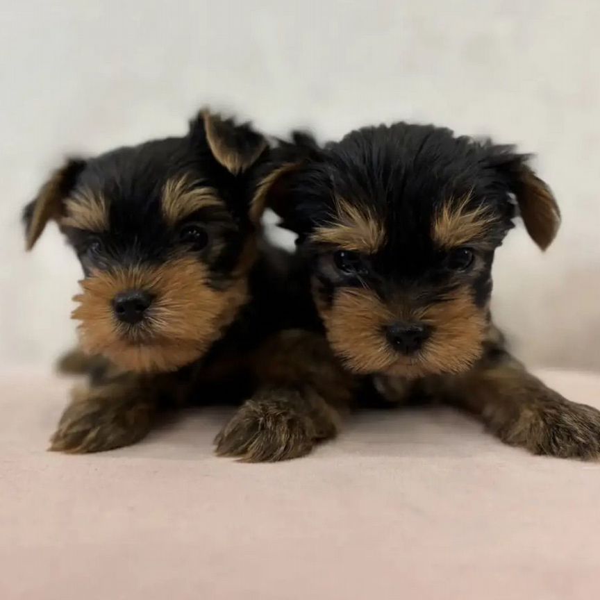 Йоркширский терьер, щенок