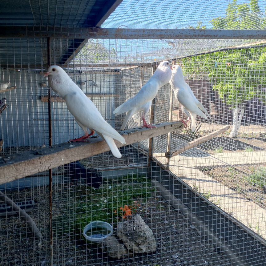 Голуби дутыши