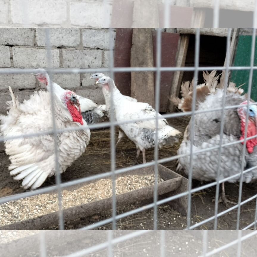 Индюки живым весом