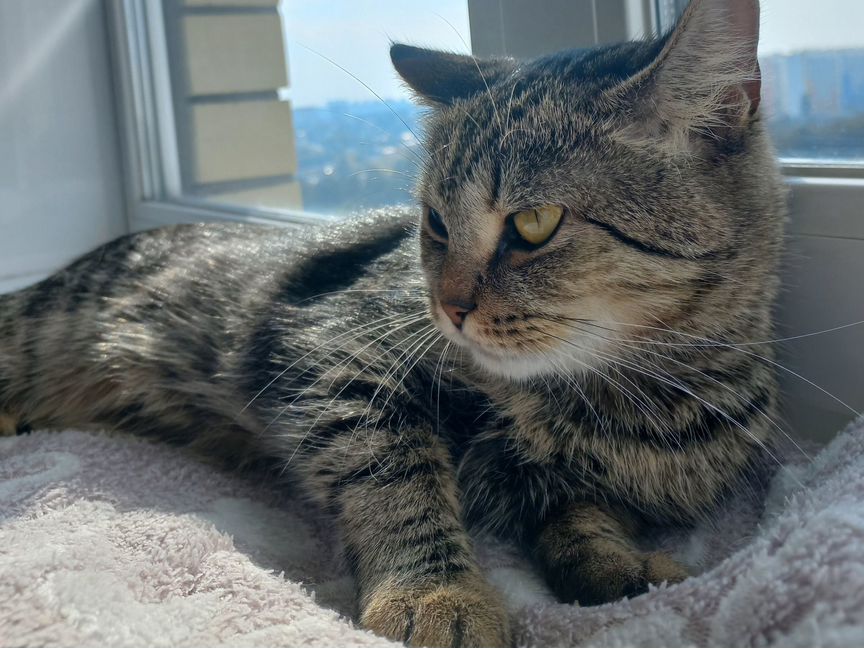 Плюша, с приданным