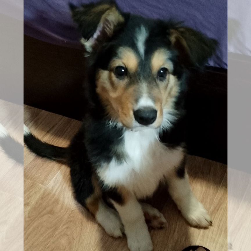 Австралийская овчарка, щенок