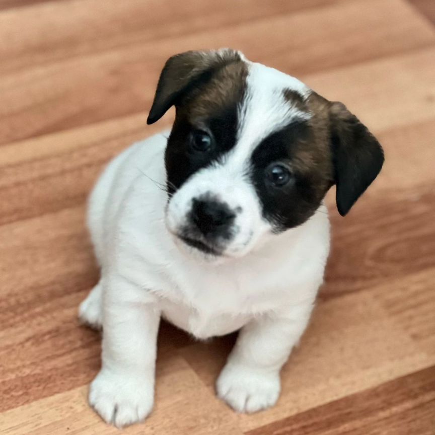 Детишки Джек Рассел терьера