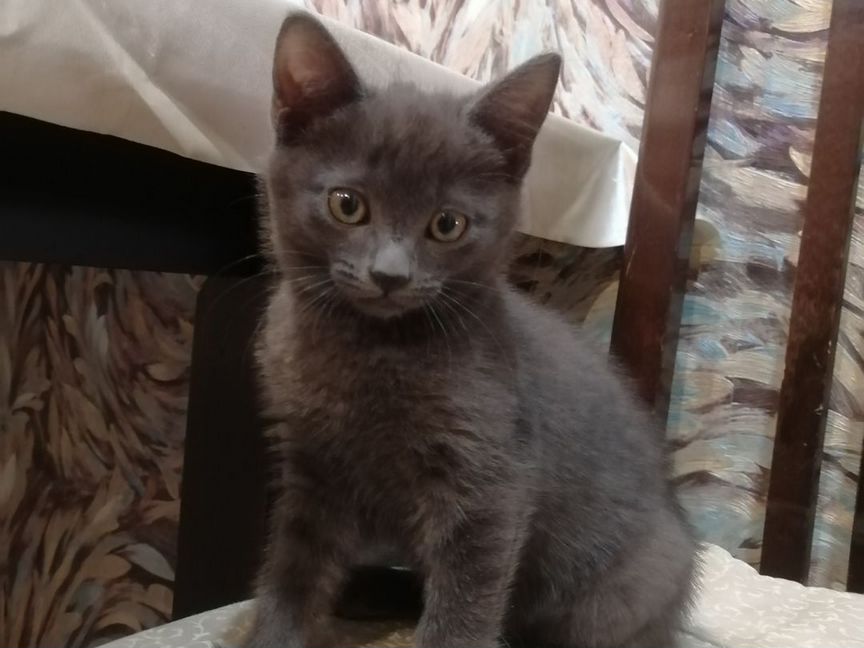 Котята русская голубая в добрые руки