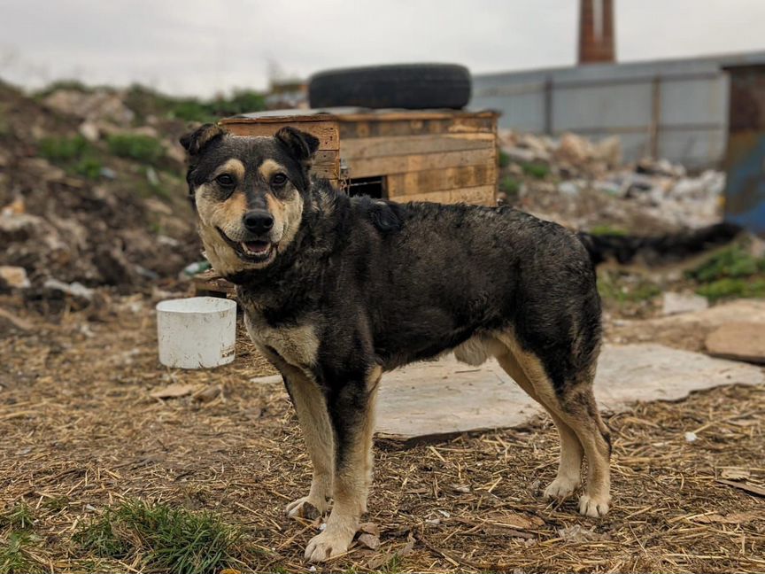 Собака в добрые руки