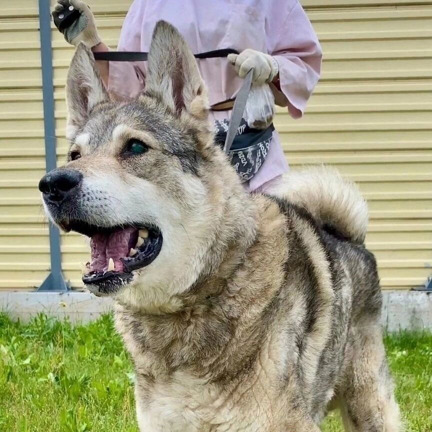 Западно-Сибирская лайка, пожилой пес Рой