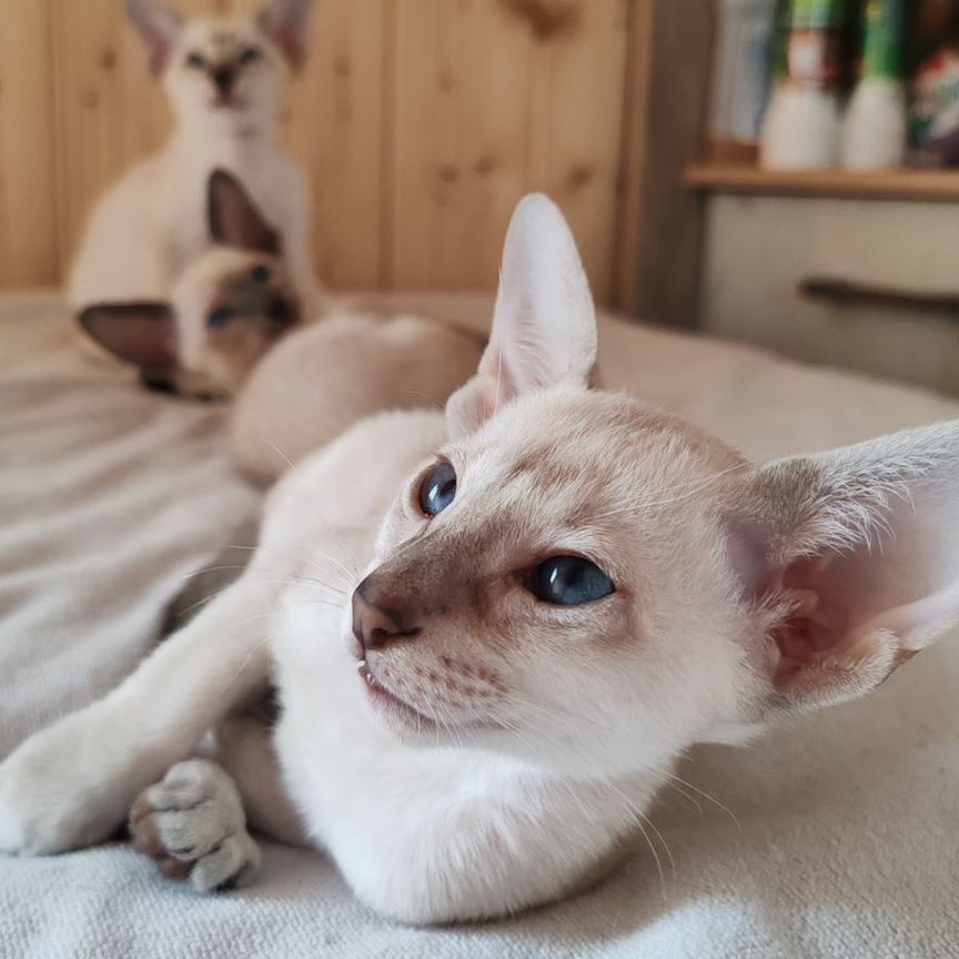 Ориентальные котята разные