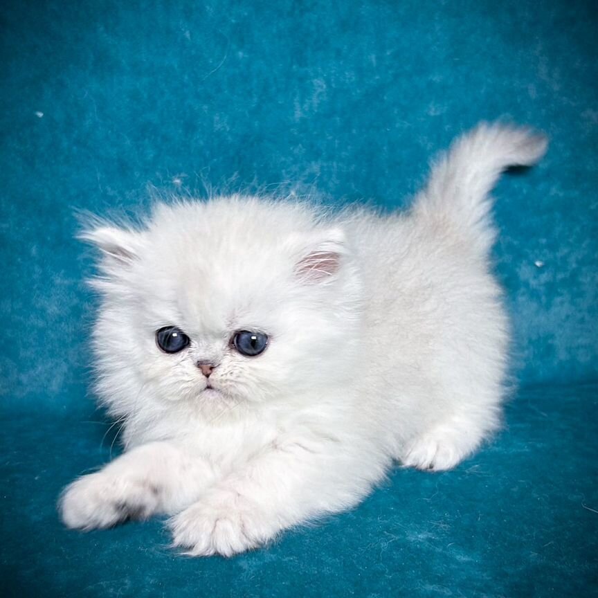 Персидский котенок, персидская шиншилла