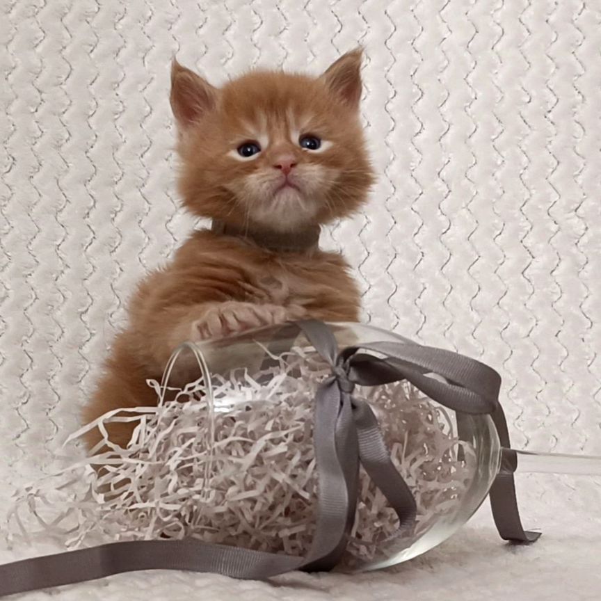 Котята мейн-кун полидакты и классики