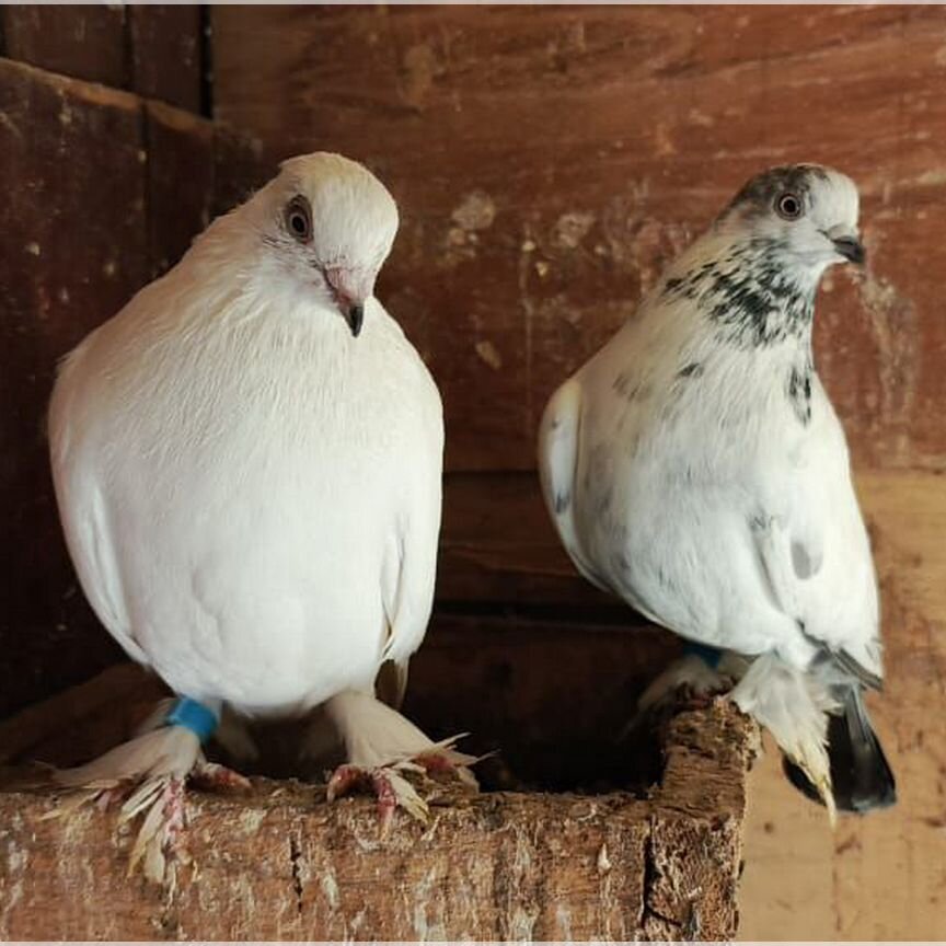 Продажа таджикский голубей