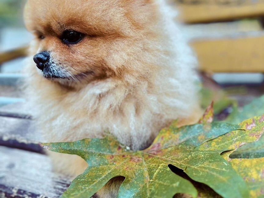 Шпиц малый вязка