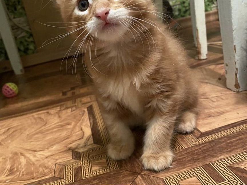 Чистокровные котята мейнкун