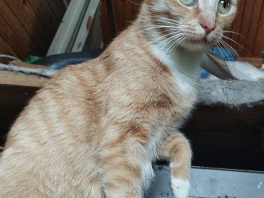 Кошка в добрые руки