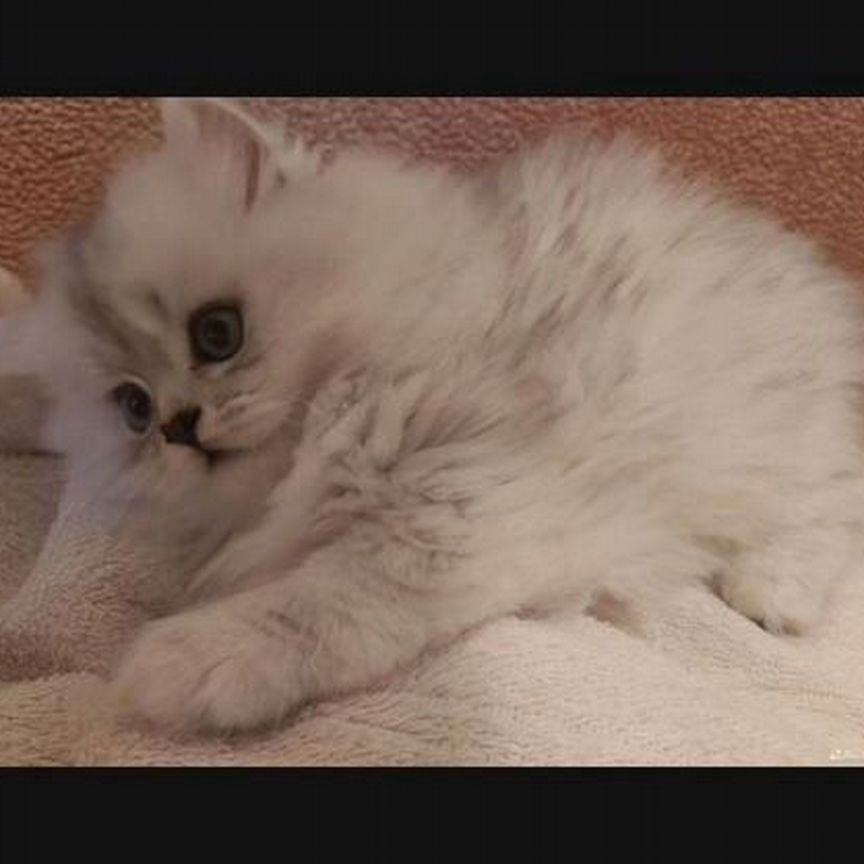 Британский длинношёрстный котёнок