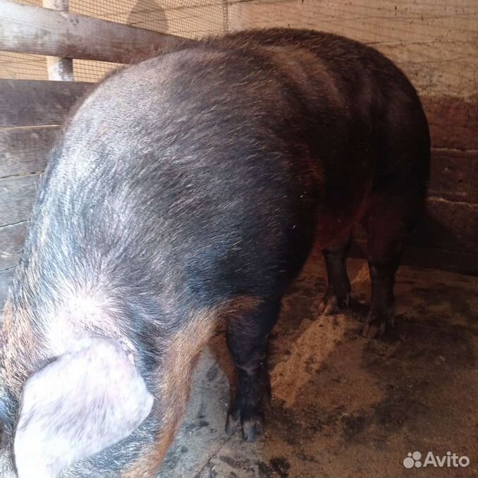 Чистокровный хряк дюрок, 2 свиньи