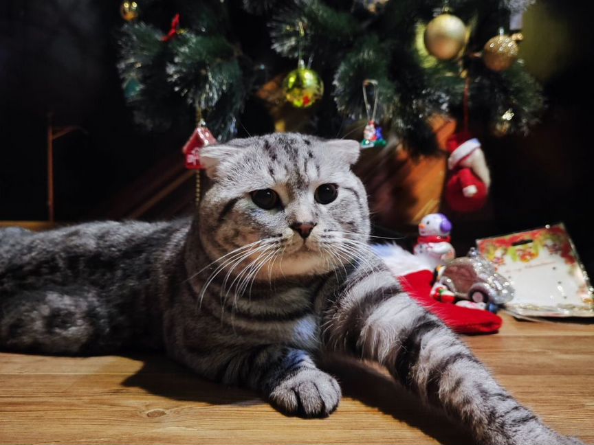 Шотландский кот вязка