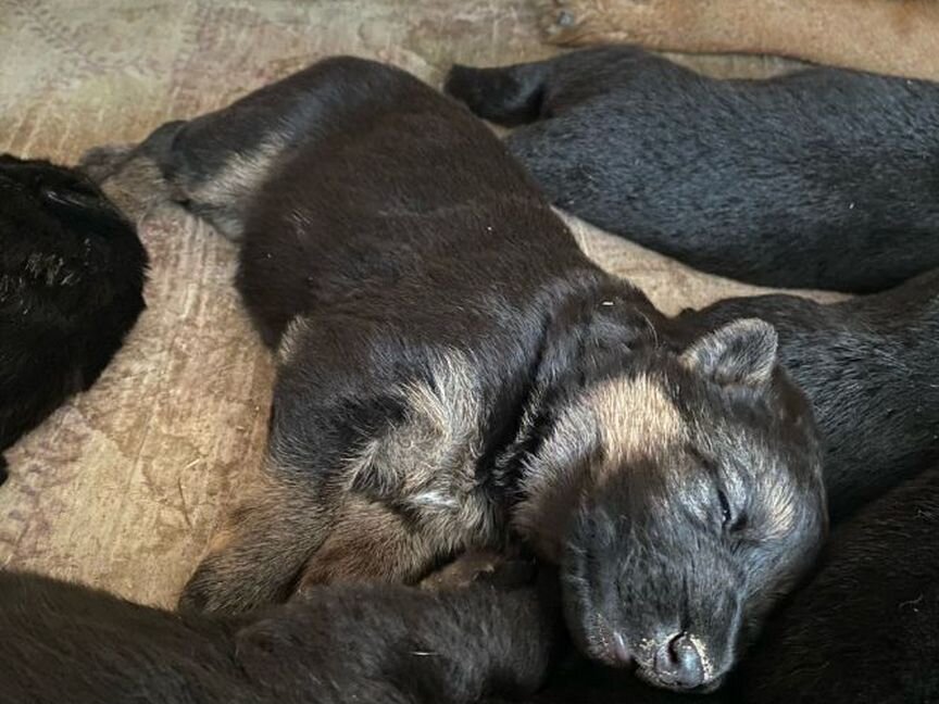 Щенки немецкой овчарки