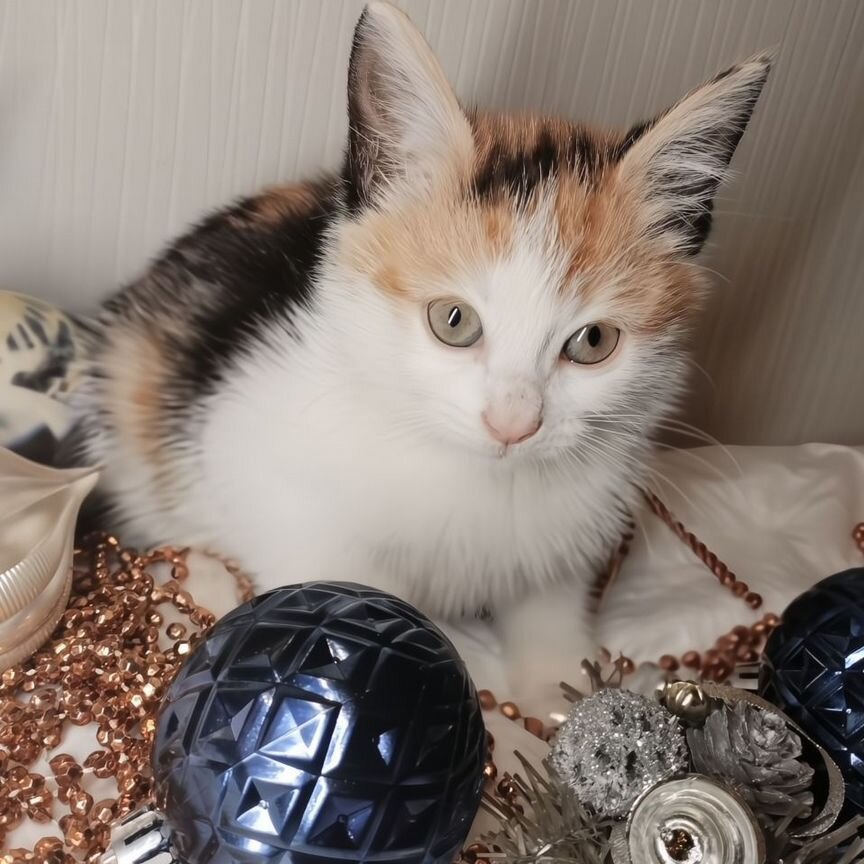 Котёнок от частного владельца