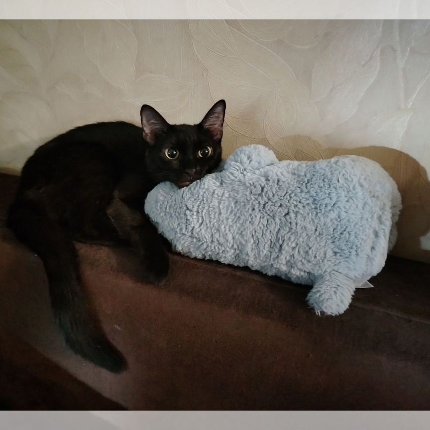 Отдам воспитаного кота
