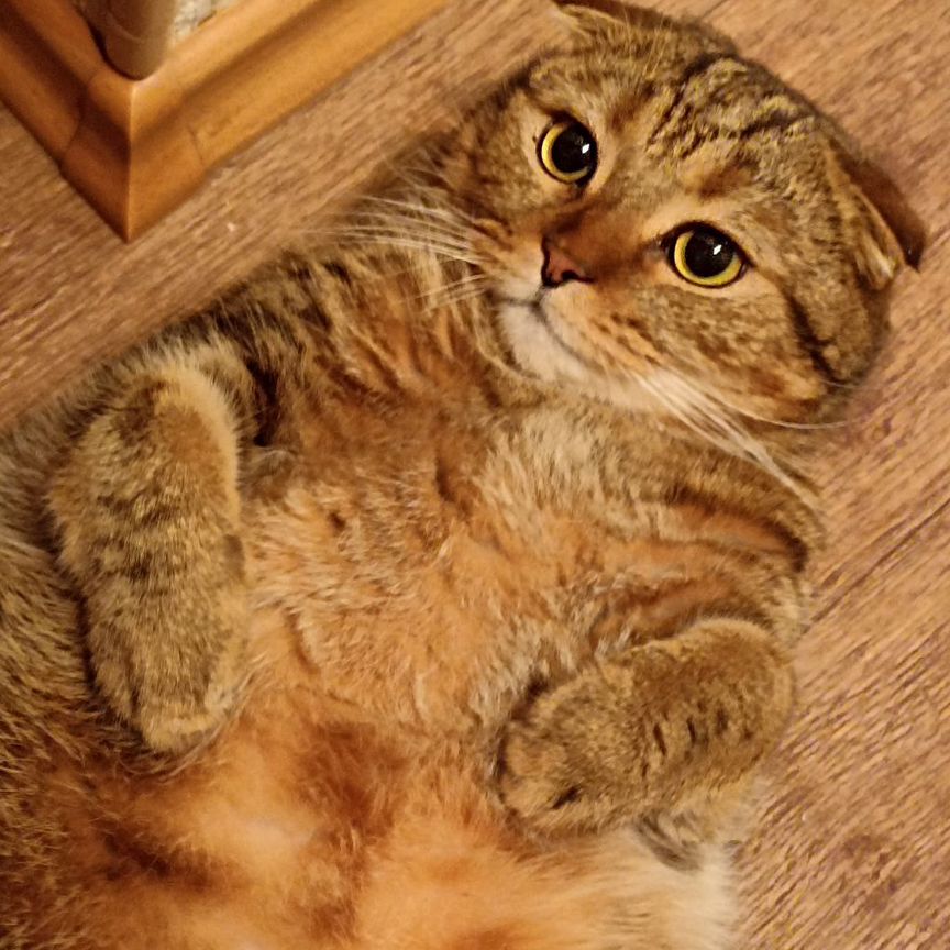 Шотландский вислоухий короткошёрстный котёнок