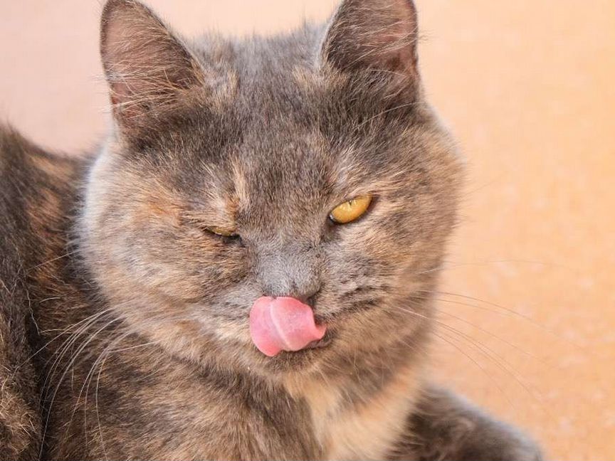 Пожалуй самая харизматичная кошка