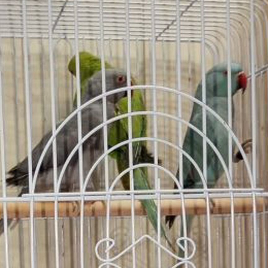 Ожереловый попугай