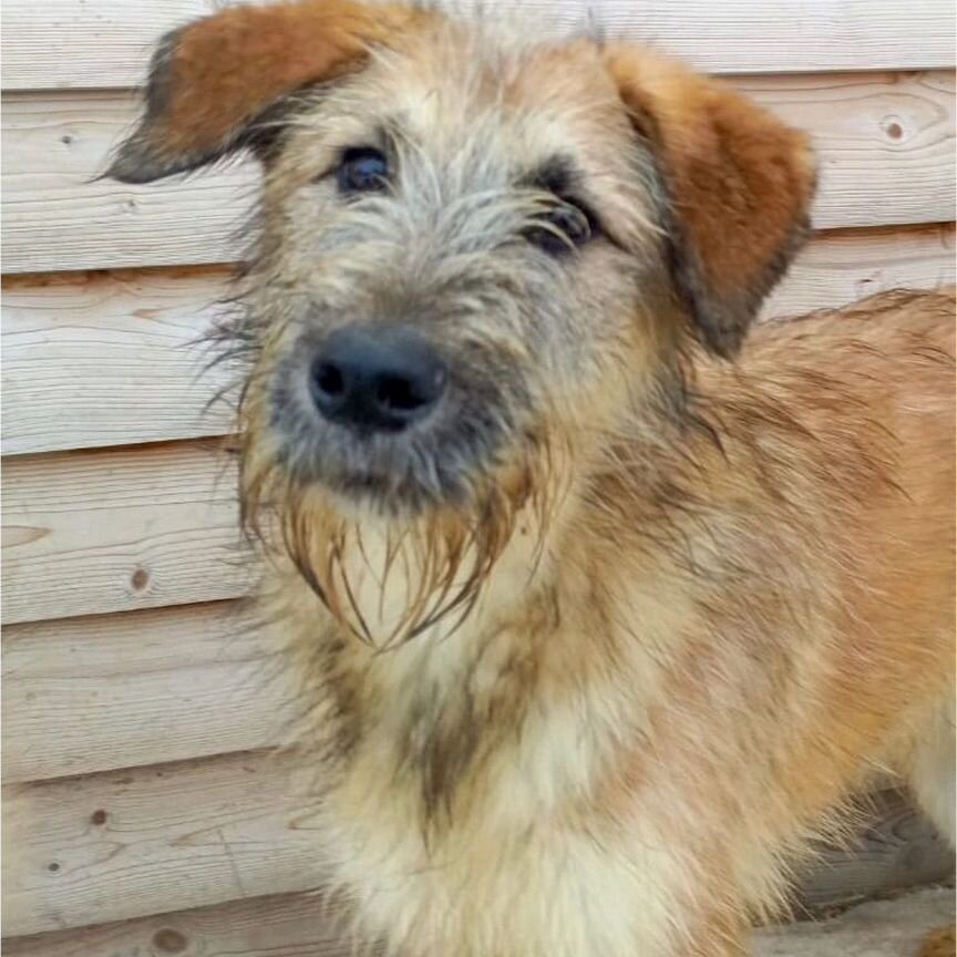 Бородатик Чук-ищет дом и семью