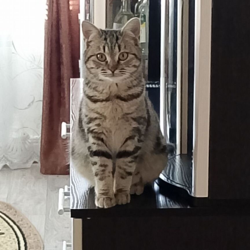 Американский короткошёрстный котёнок