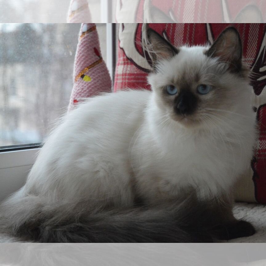 Невская юная кошечка