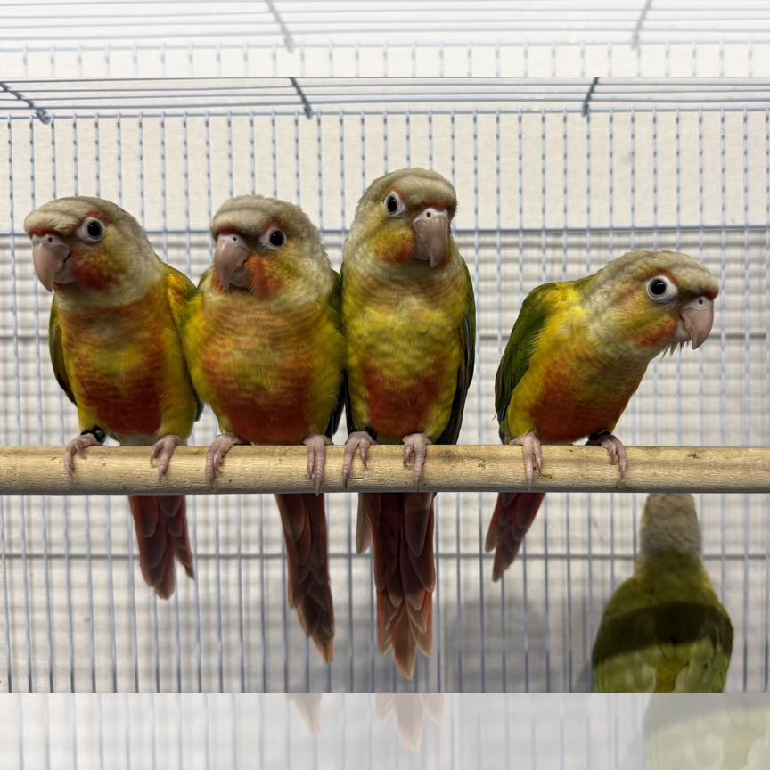 Попугай пиррура