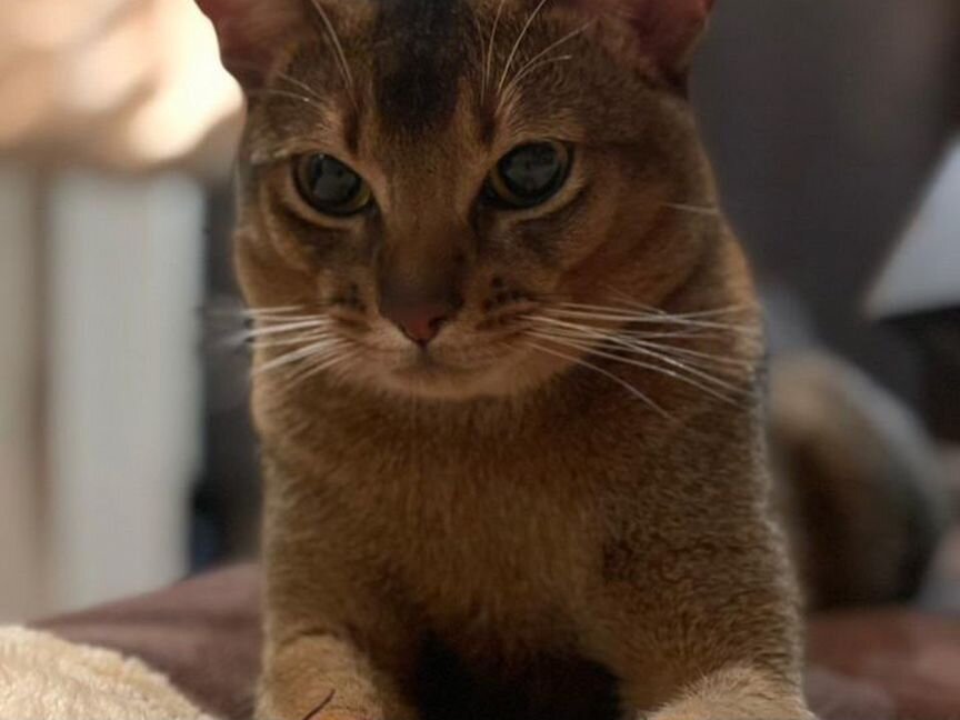 Вязка Абиссинский кот