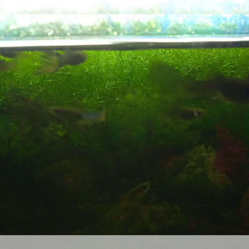 Самцы гуппи