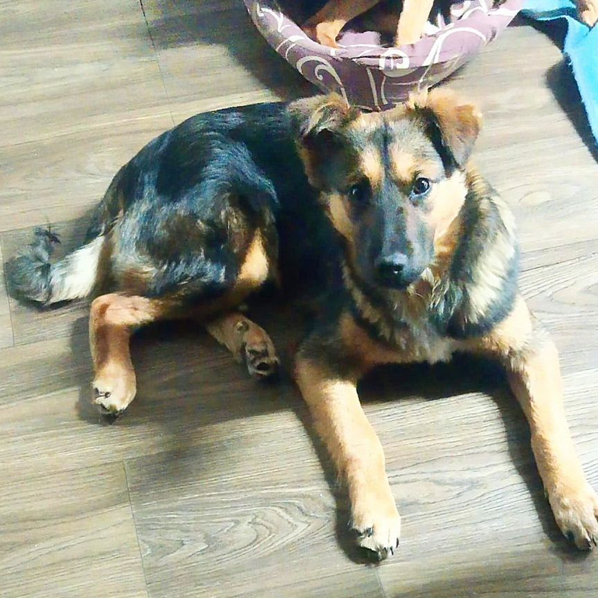 Щенок мальчик 6 месяцев