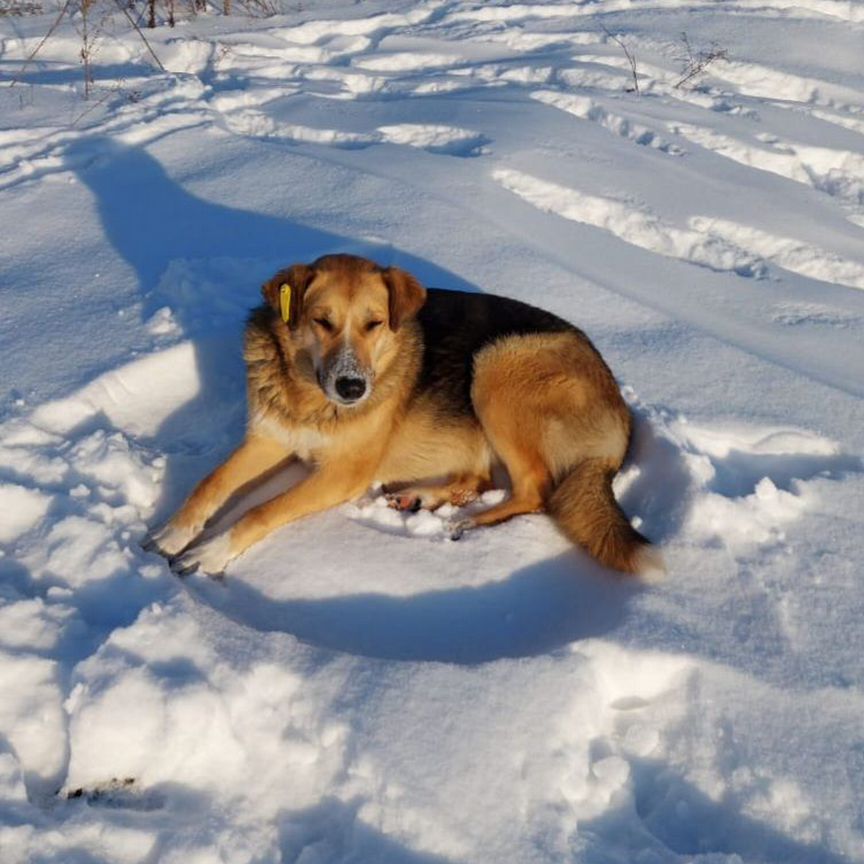 Собака в добрые руки