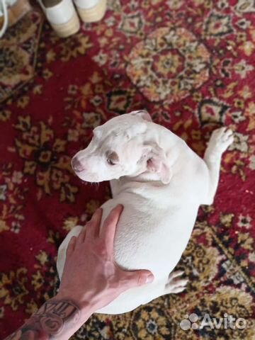 Собака бубляка