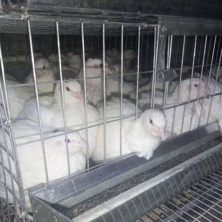 Техасский перепел самки