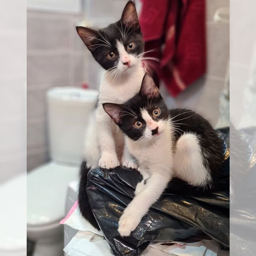 Котёнок в добрые руки