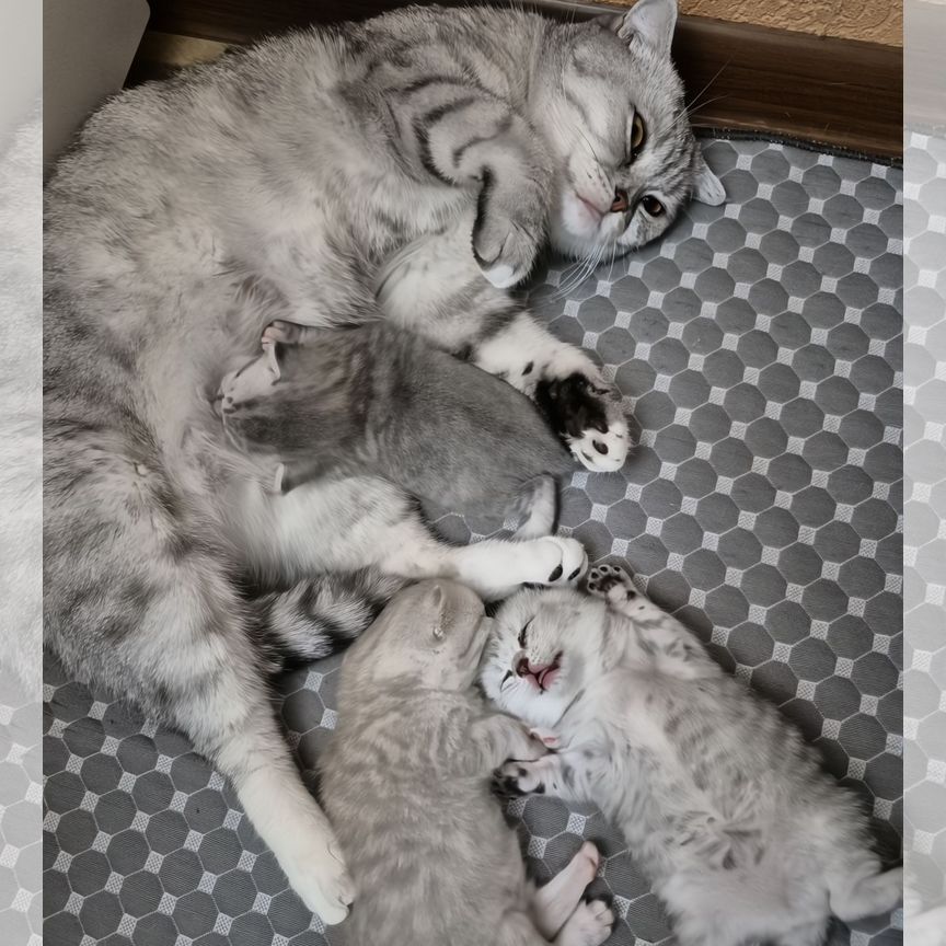 Шотландский вислоухий короткошёрстный котёнок