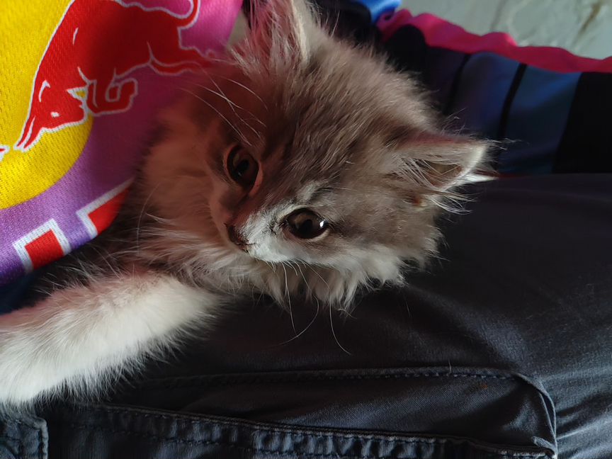 Сибирская кошка