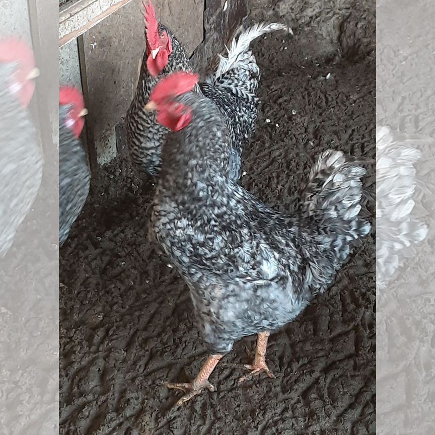 Петушки плимутрок