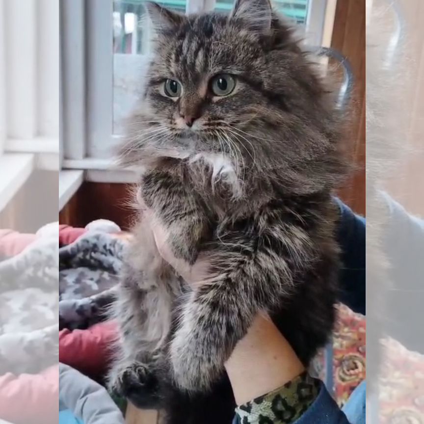 Сибирская кошка, взрослая