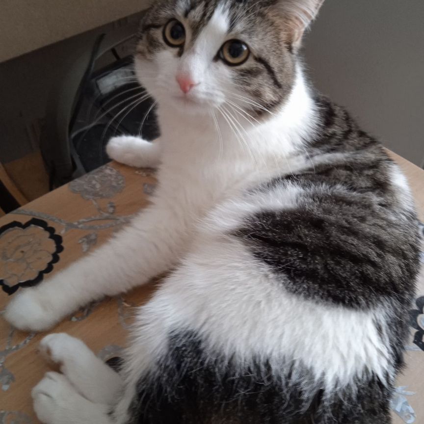 Отдам кота,в частный дом