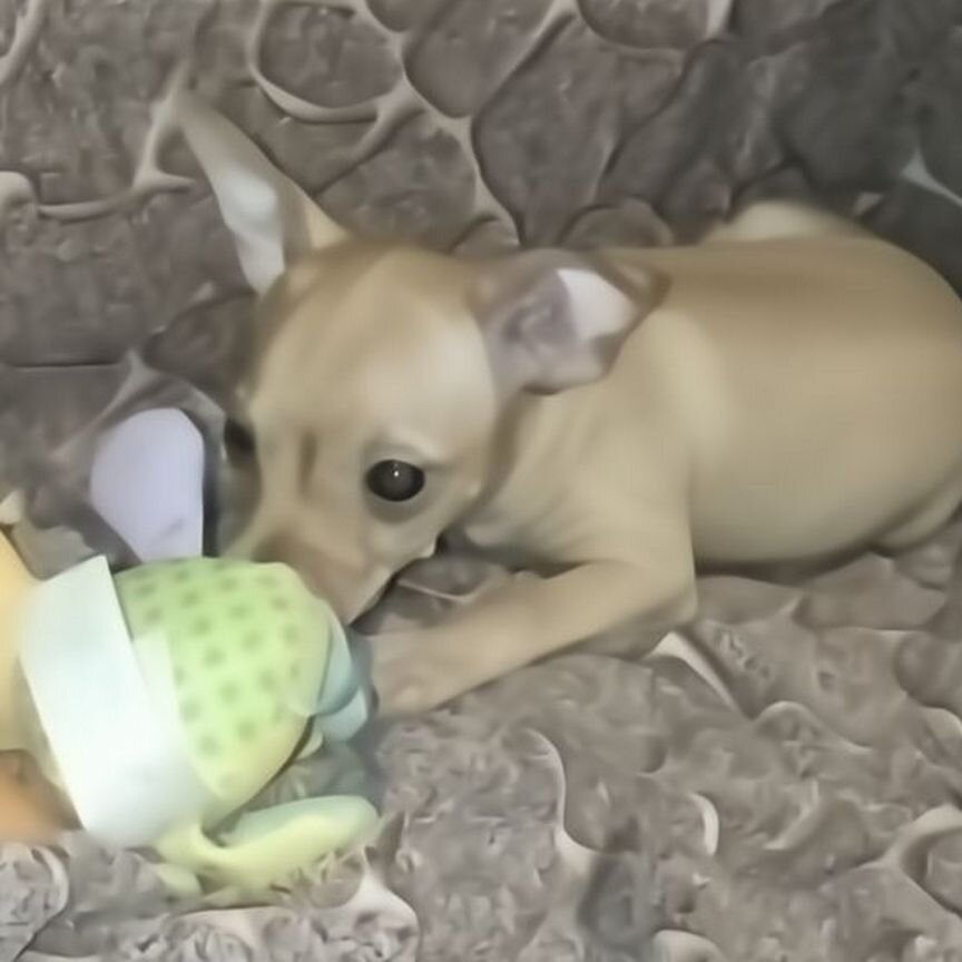 Русский той-терьер, щенок