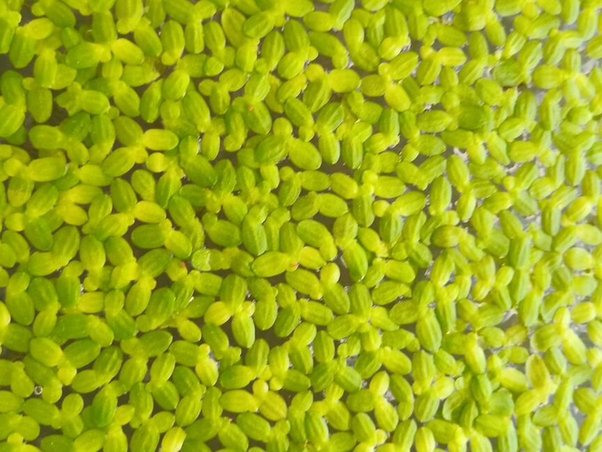 Ряска аквариумная