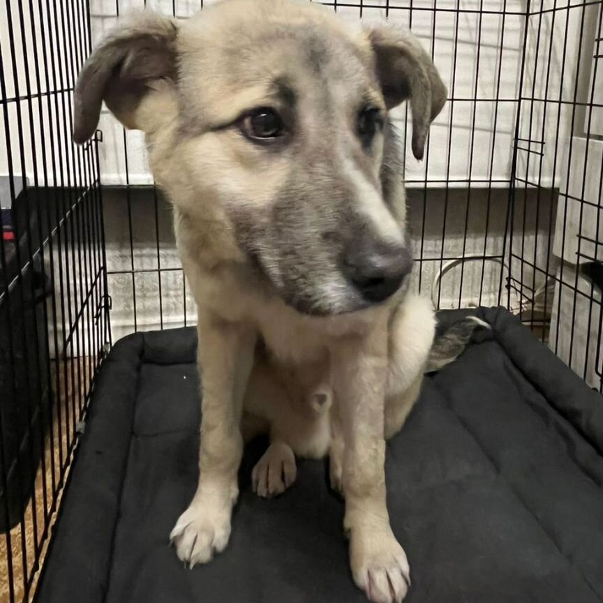 Щенок в добрые руки