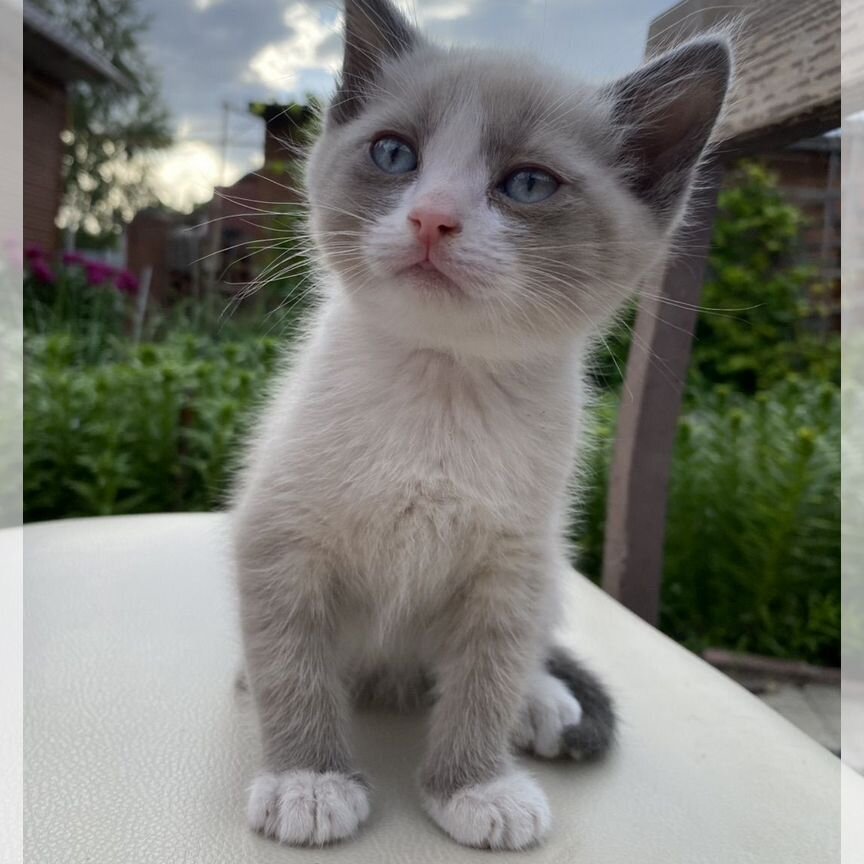 Сиамский котёнок