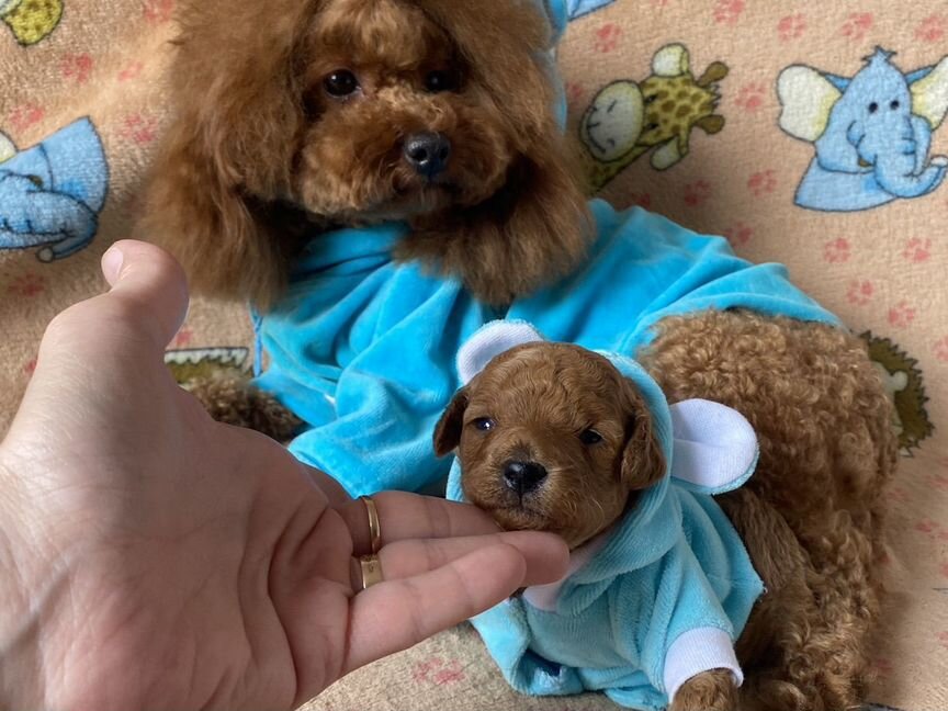 Той-пудель мальчик резерв