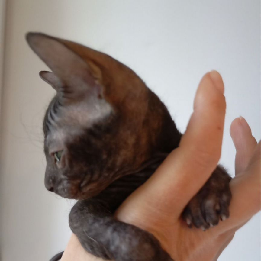 Котята сфинкс браш