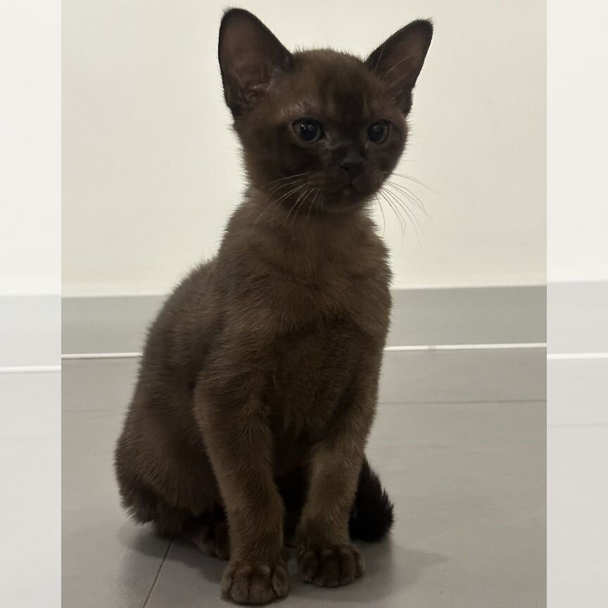 Европейский бурманский котёнок