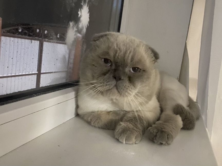 Котята породы блю поинт колор